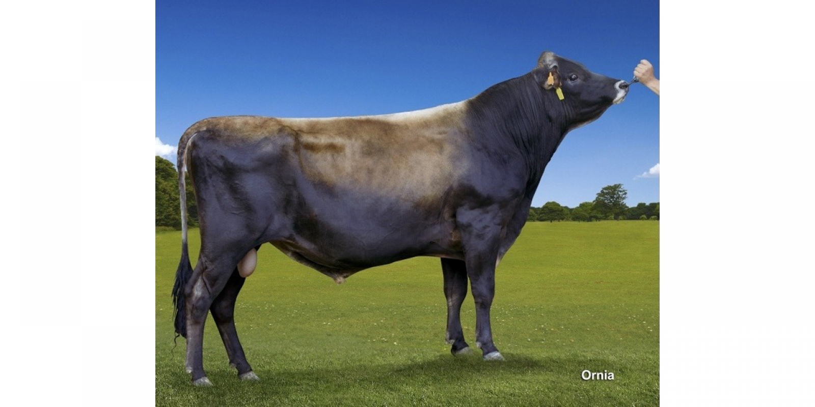 VANIMAN - Araucária Genética Bovina